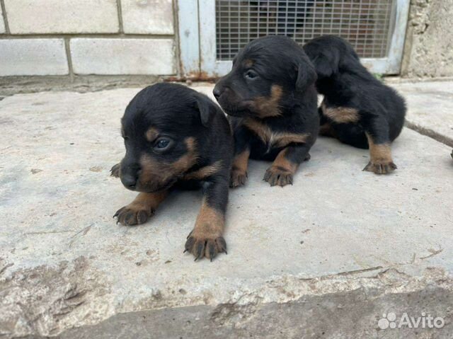 Щенки ягдтерьера