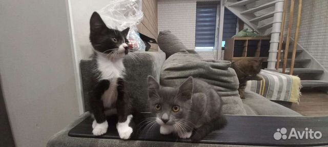 Котомалыши в добрые руки