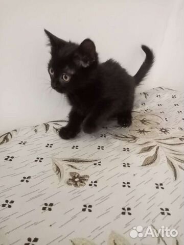 Черненькая девочка - котенок