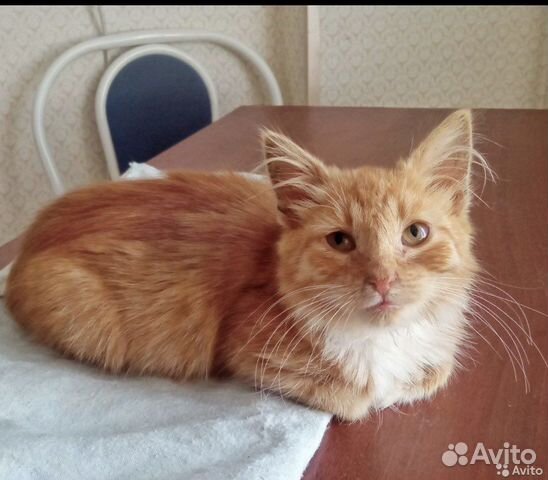 Отдадим котенка в добрые руки