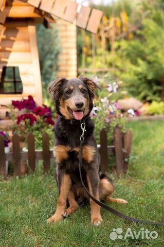 Шоколадная собака Гретта ищет дом