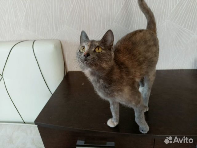 Кошка