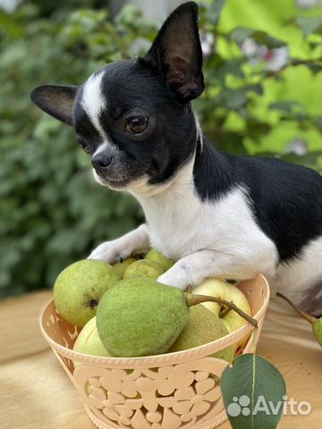 Пандочка-девочка чихуахуа