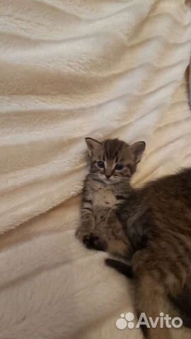 Шикарные котята бенгалы