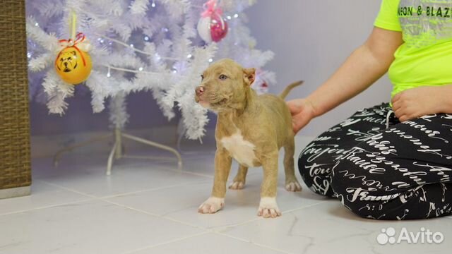 Американский Булли XL щенок девочка