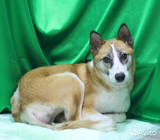 Небольшая собачка Лисичка мечтает о своей семье