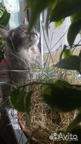 Потерялся кот