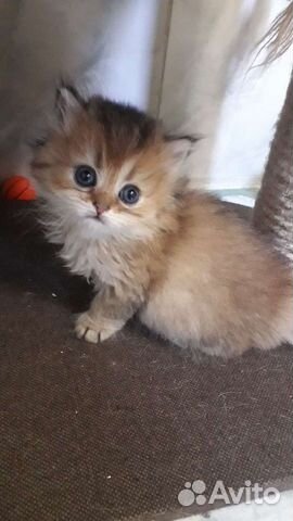 Британские комочки счастья