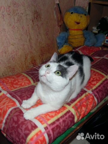 Кошки бесплатно