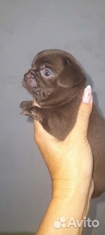 Породные чишки