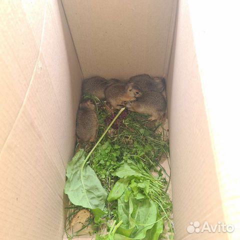 Суслик краснощёкий