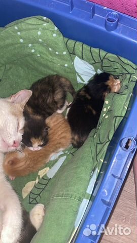 Отдам котят в добрые руки