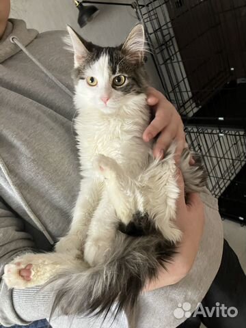 Малышка Дуняша ищет дом