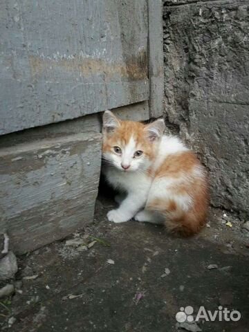 Рыжее чудо на улице