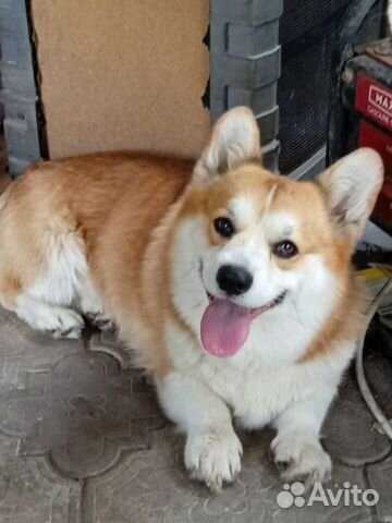 Корни мальчик вязка