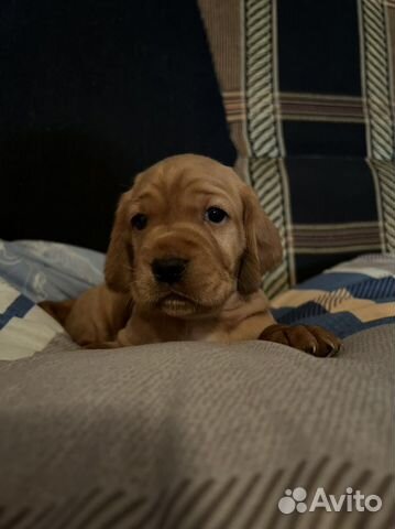Английский кокер спаниель, 3 девочки и 2 мальчика