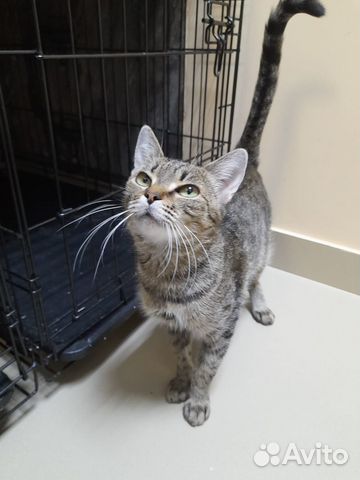 Кошечка ютится в клетке