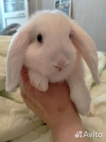 Крольчонок вислоушка