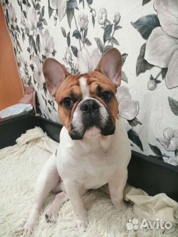 Французский бульдог вязка
