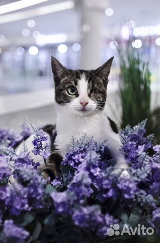 Котенок Лютик, 5 мес в добрые руки