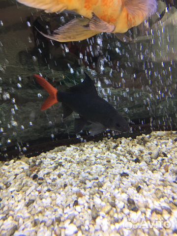 Лабео биколор