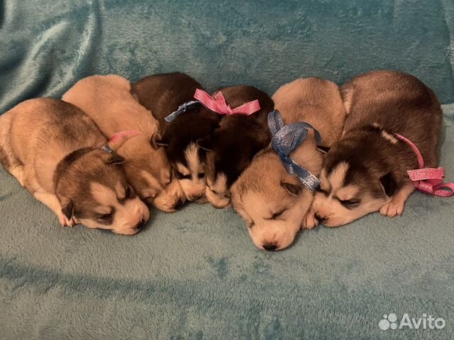 Собака породы Сибирсикий хаски