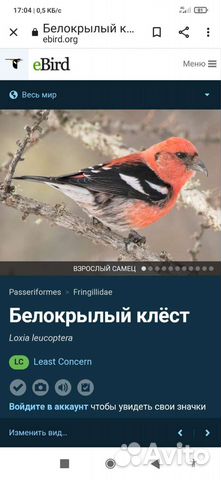 Клесты.Белокрылый и еловик