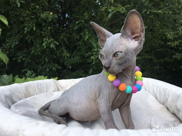 Канадский сфинкс кошечка 2 месяца