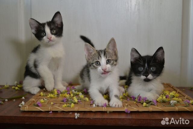 Котята в добрые руки