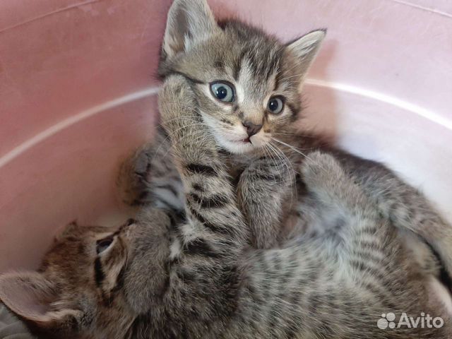 Котята в добрые руки мальчики и 1 девочка серая
