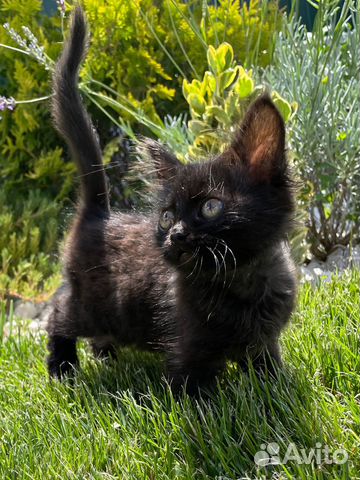 Черный котенок бесплатно