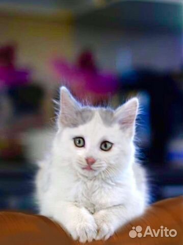 Котенок Марфуша 3 мес
