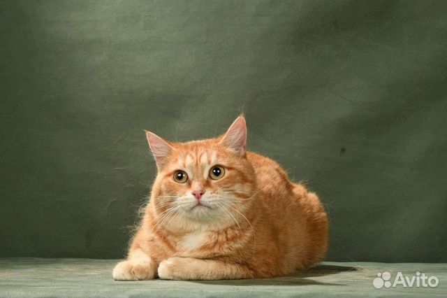 Кошка Рыжанка в дар