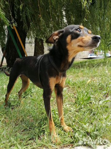 Тойтерьер в добрые руки