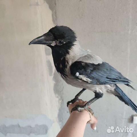 Ворона серая