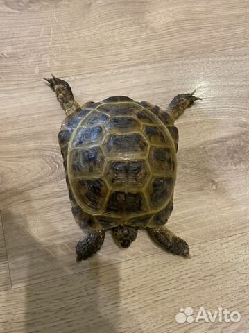 Черепаха сухопутная