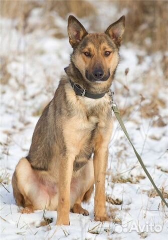 Метис Лайки+Овчарки