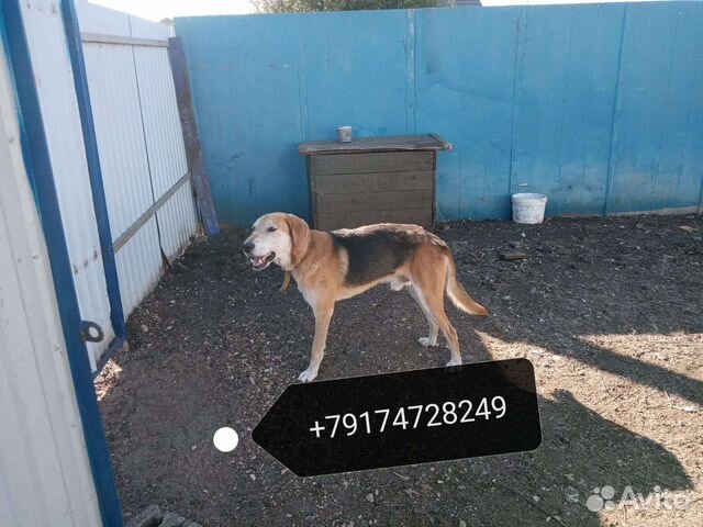 Русская гончая