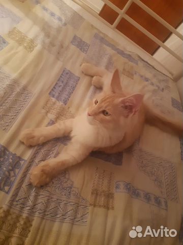 Продажа кошек и котят