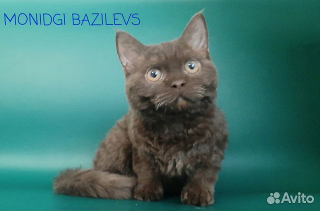 Селкирк рекс-кошки овечки,идеальные компаньоны