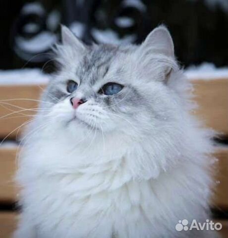 Кошка в дар бесплатно