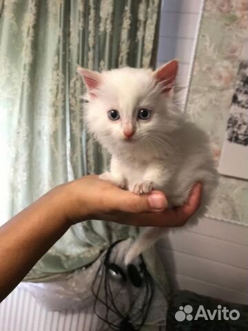 Котенок в добрые руки