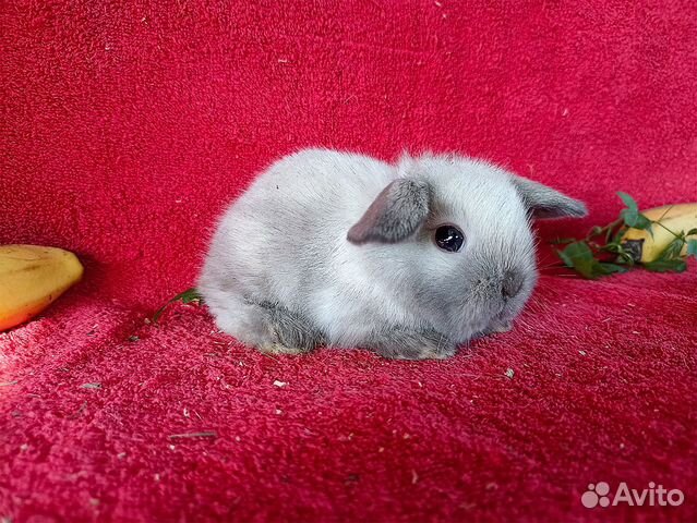Декоративные кролики