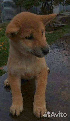 Сиба ину мальчик