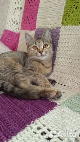 Крошка в дар