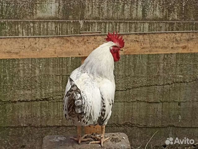 Петух