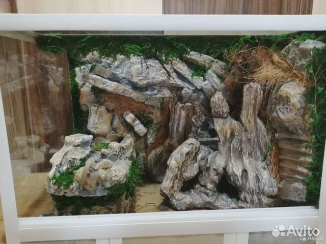 Эублефар с Террариумом