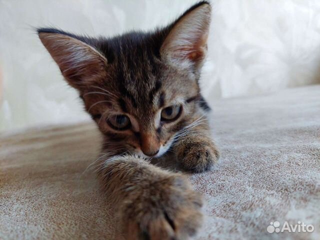 Кошечка