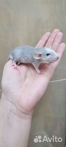 Разноглазые крысята крыса крысята дамбо