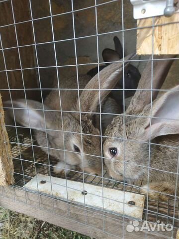 Кролики.кроль, кролица
